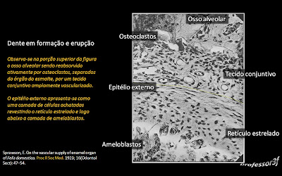 histologia e embriologia bucal