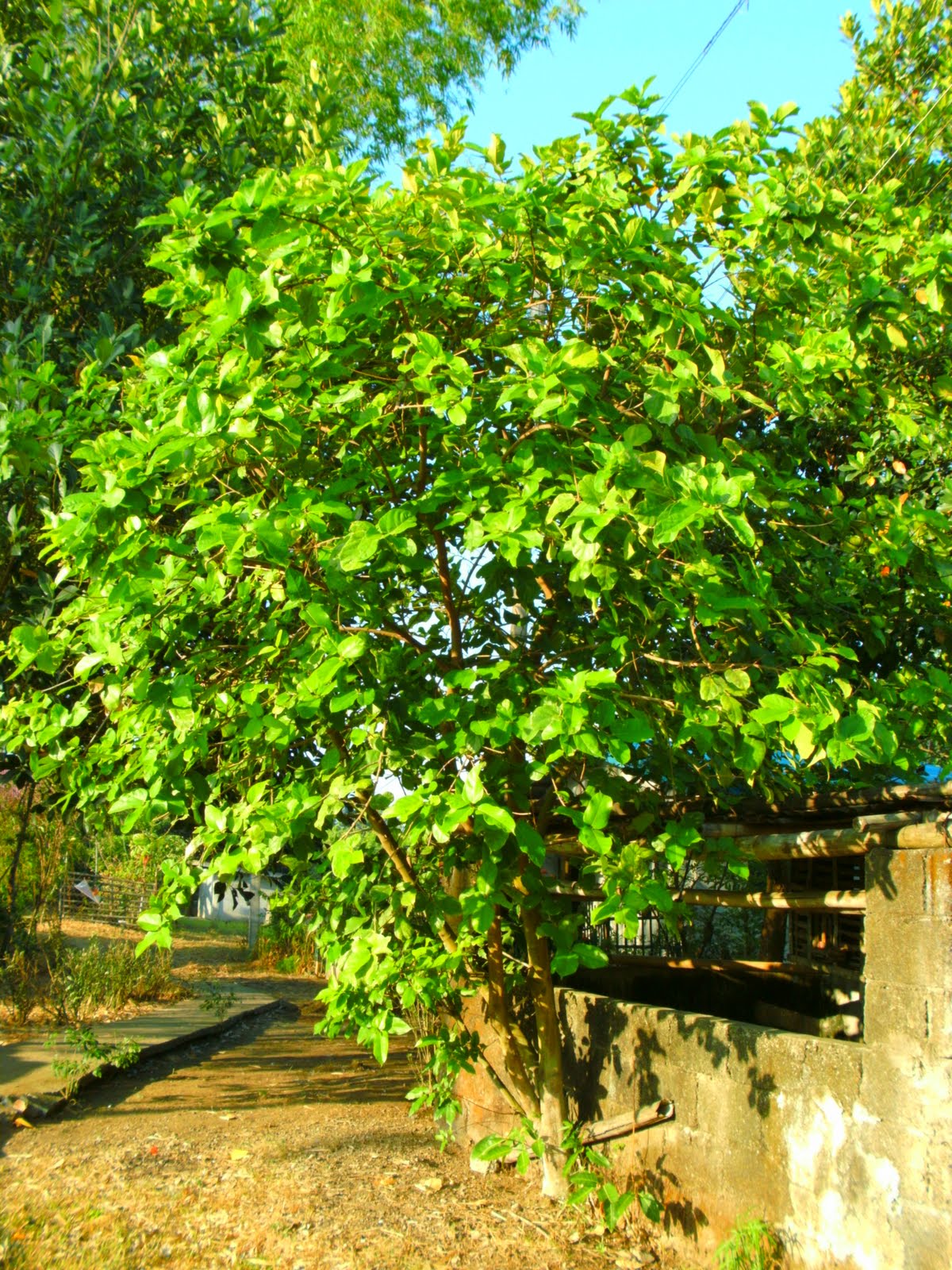 The Captivated Life: As-is Tree or Is-is Tree