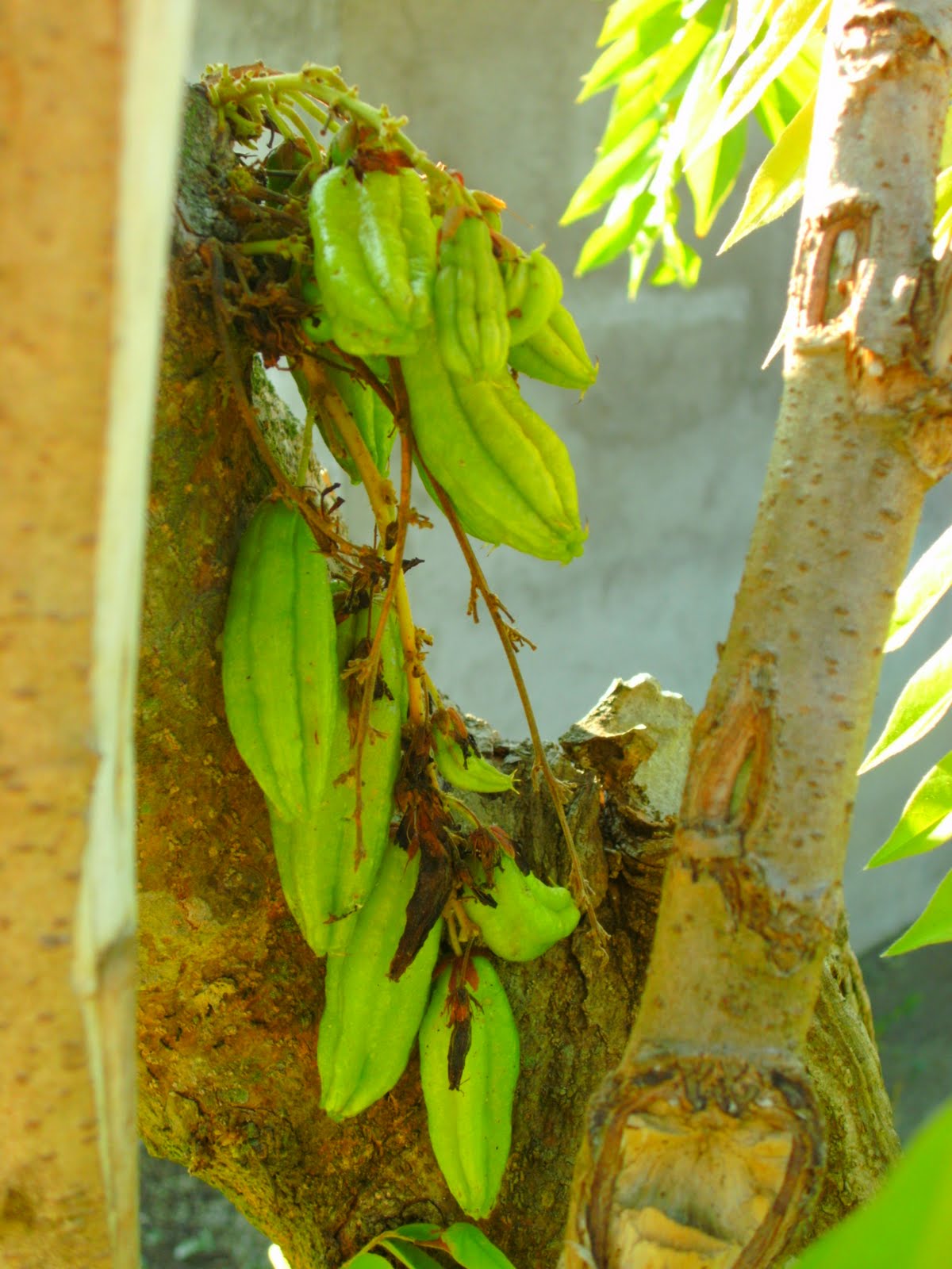 The Captivated Life: Averrhoa bilimbi - Kalamyas - Kamias