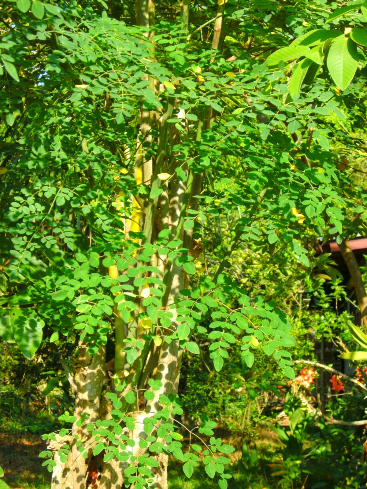 The Captivated Life: Malunggay - Moringa oleifera