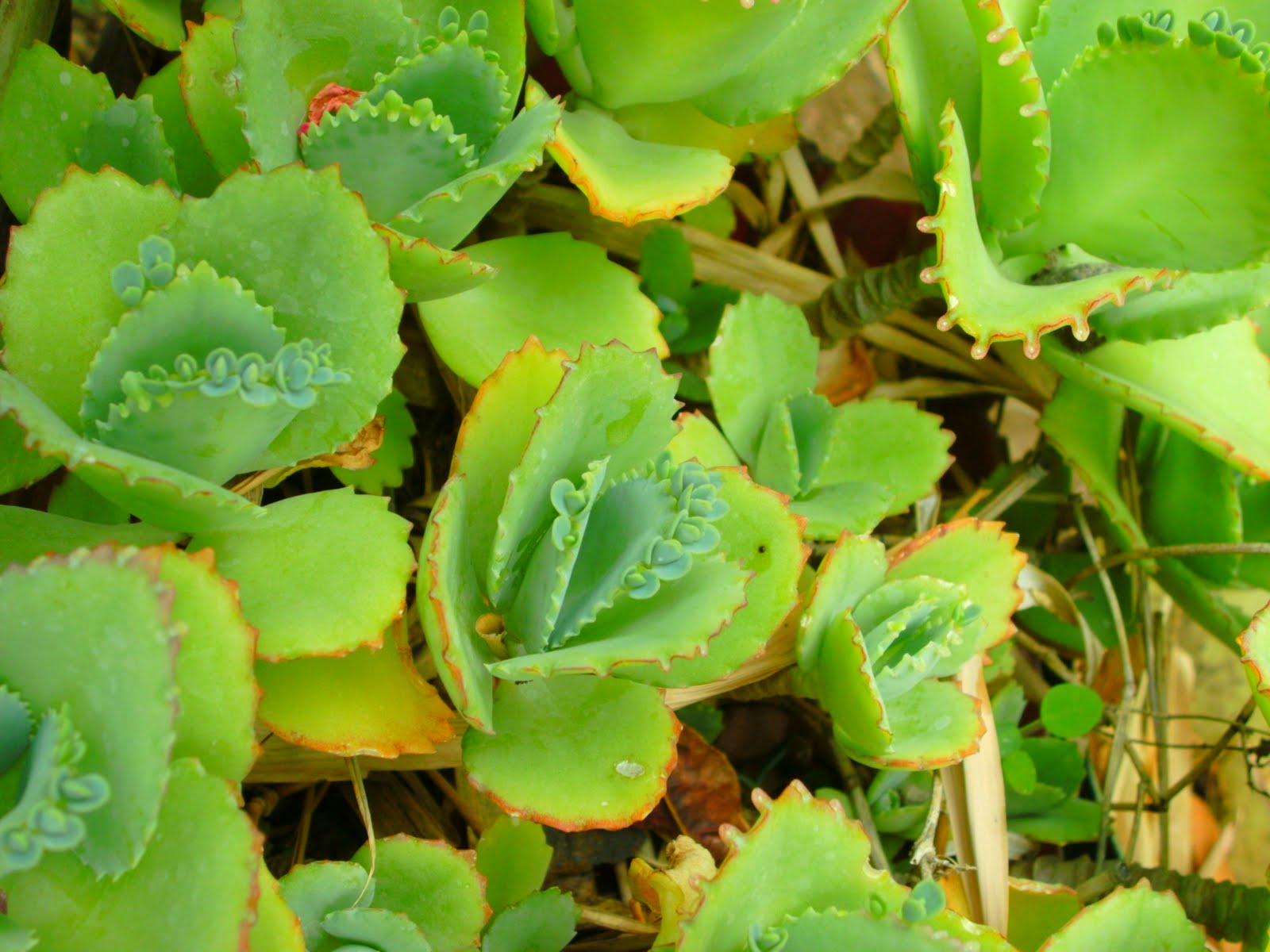 The Captivated Life: Green Rose or Green Cactus