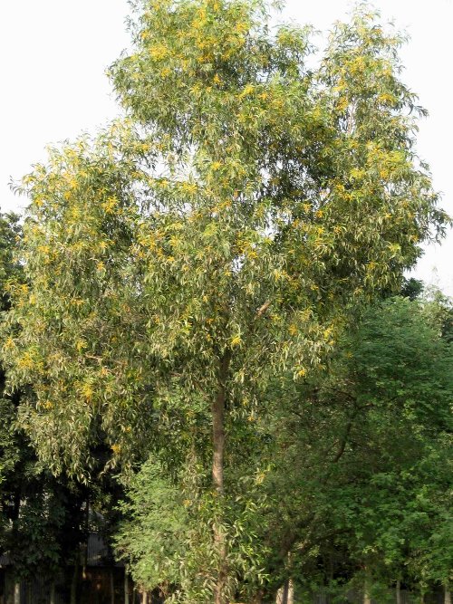 Analogforestry Database: akashmoni আকাশমনি / Ear-pod Wattle (Acacia ...