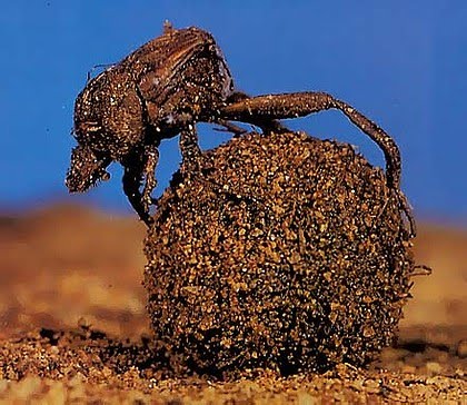 'I' of the Dung Beetle: The World's Strongest Insect Is A Dung Beetle