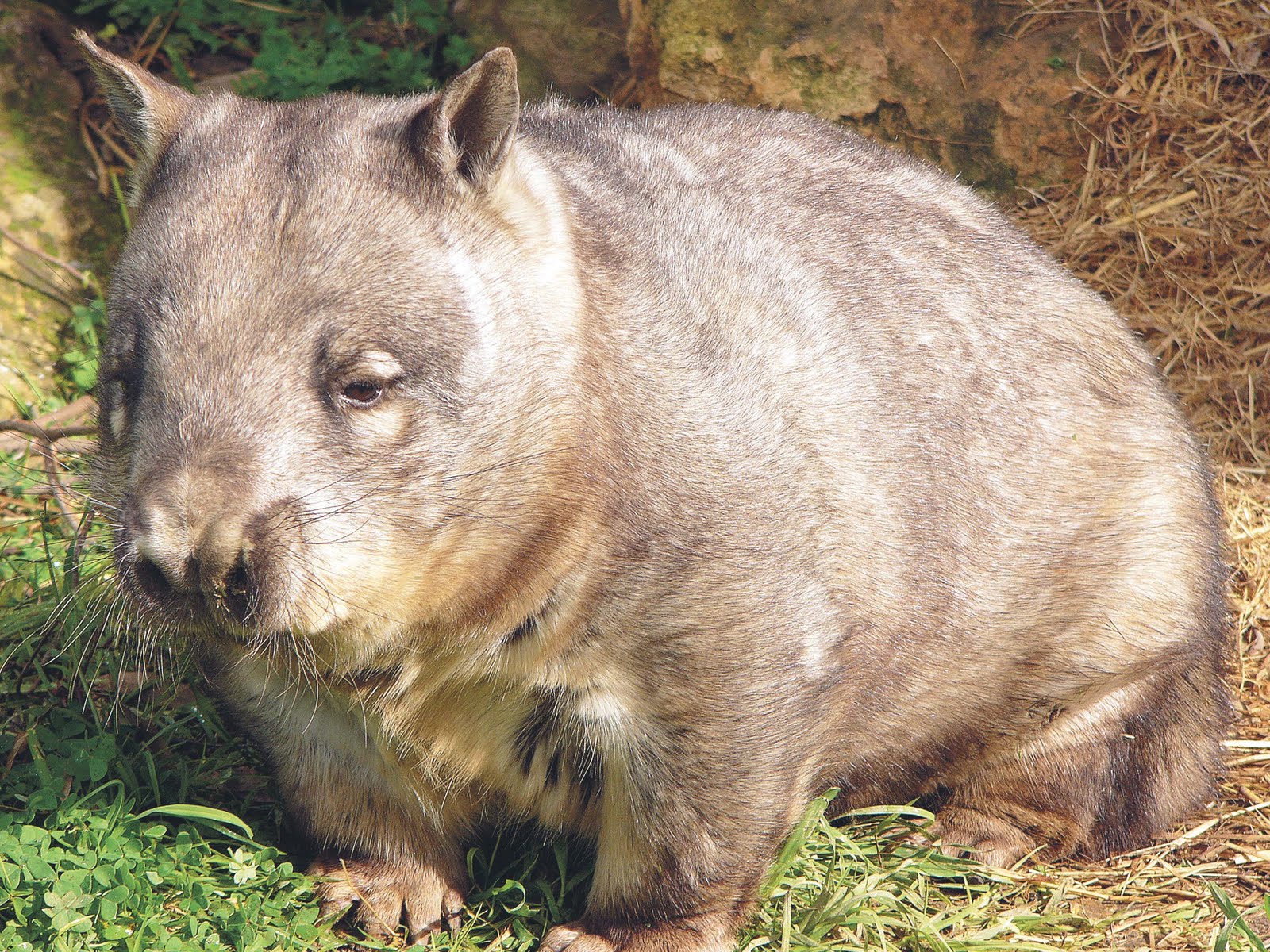 wombat: Hairy-nosed wombat