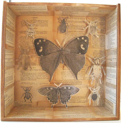 cabinet: Insectarios