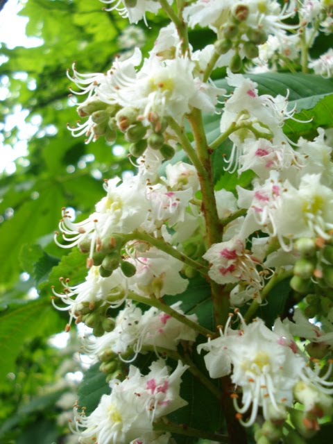 @ADRIAN@: floare de castan