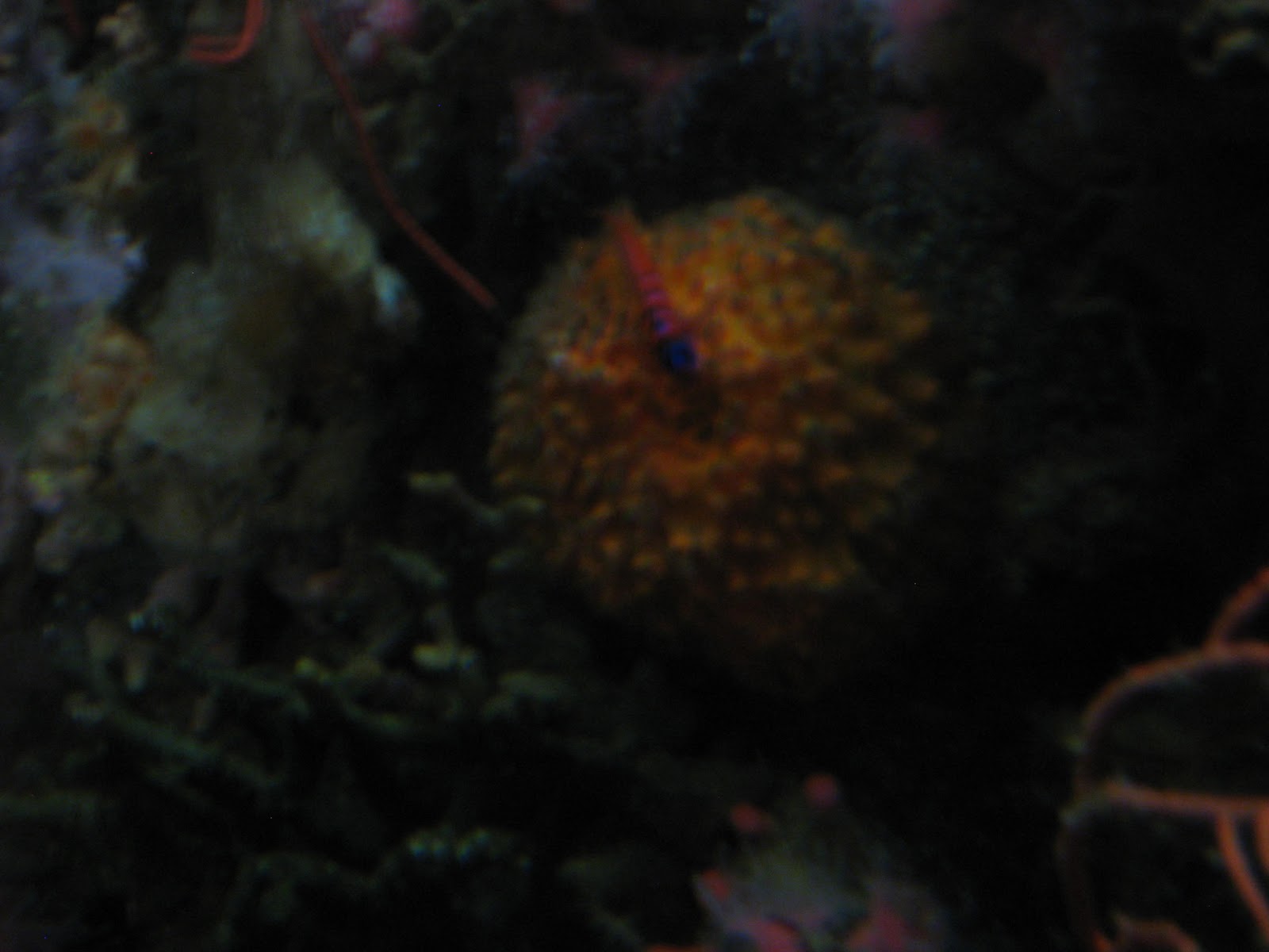 Marine Biology Project: The Kelp Forest Ecosystem