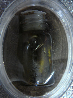 Thai. Phra Khu Pean & Charming Amulets: Archan Wee - In Ku Maha Sanay