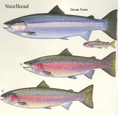 Communication Maven: ND Comm selected to lead Wild Steelhead Coalition ...