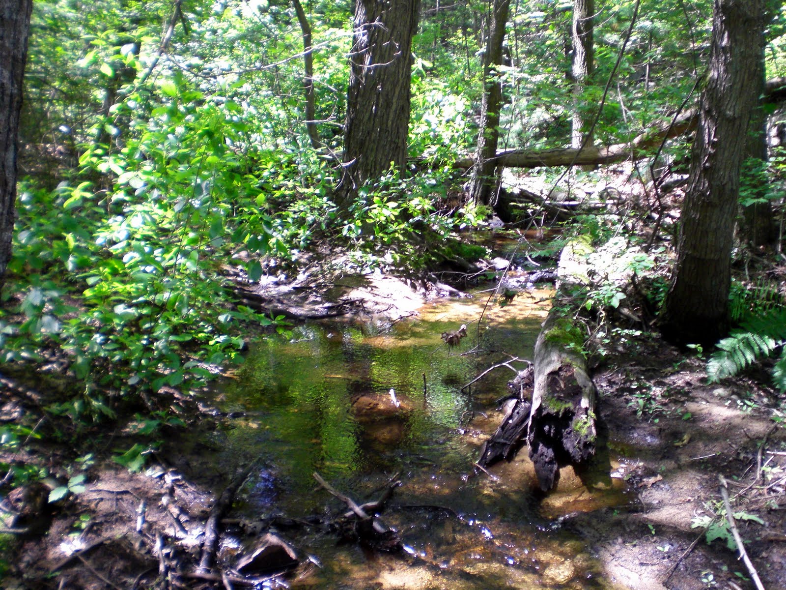 Breakheart Trail Running: Breakheart Hike