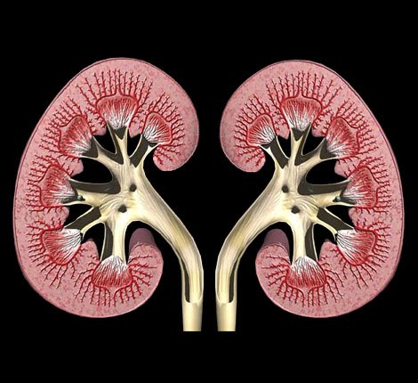 Sistema Renal: Anatomia do Rim