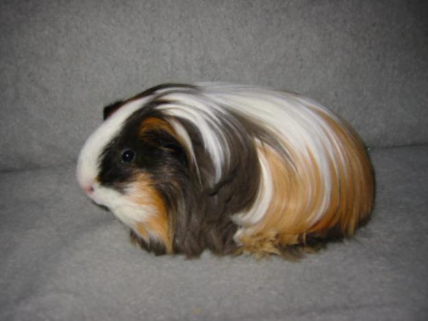 Imagenes de cuyos bebés - Imagui