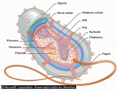 EL FLAGELO BACTERIAL Y SU SISTEMA LOCOMOTOR ~ Aforismos Clarividentes