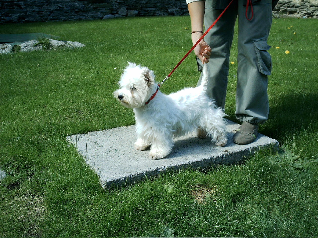 Me gustan los perros: Westy