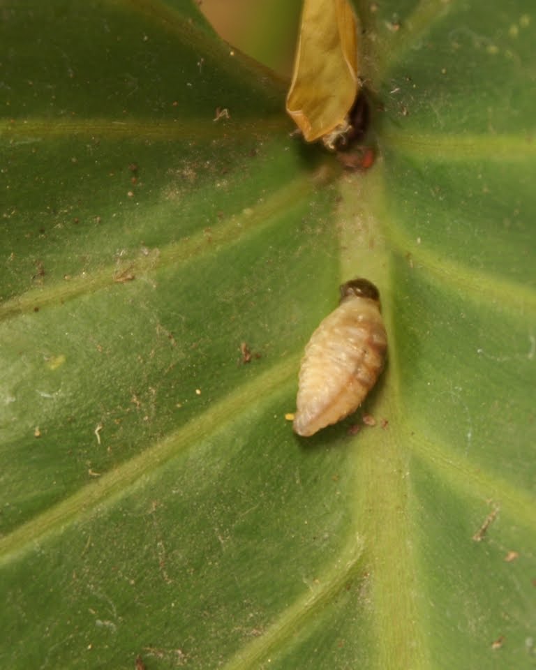 Am I Bugging You Yet?: Wasp Larva, Unplugged