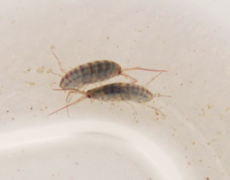 Am I Bugging You Yet?: Attack of the Amphipods
