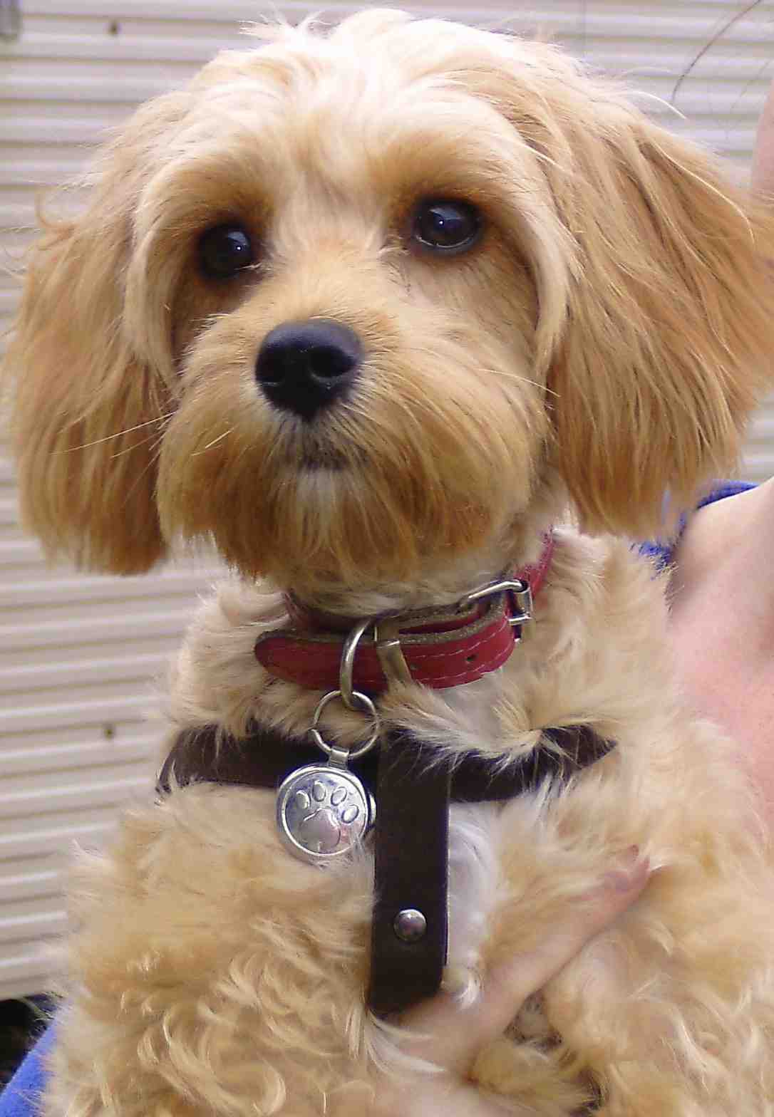 Cavoodle Pups: Cavoodle Grown Photos From Past Litters