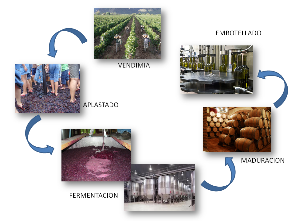 BIENVENIDOS A VIÑA MAGALLANES !: Proceso Productivo