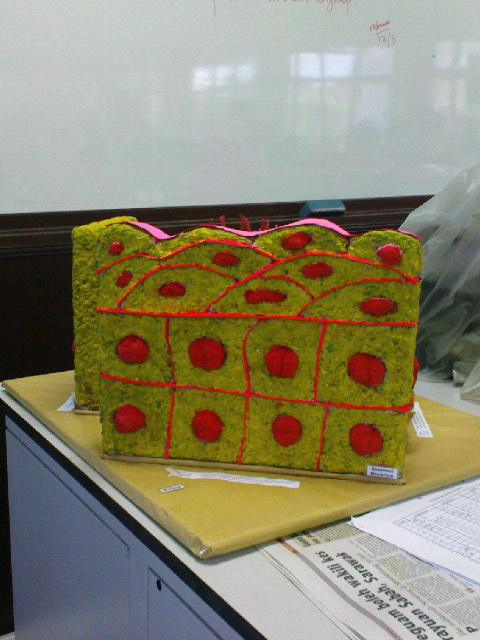 Mei Ping's e-Portfolio: 3d model - Epithelium cells