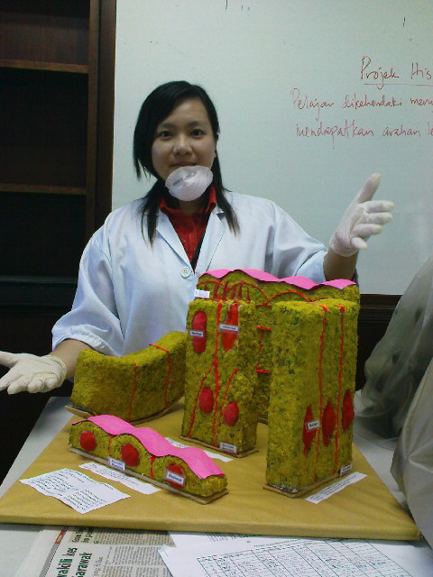 Mei Ping's e-Portfolio: 3d model - Epithelium cells