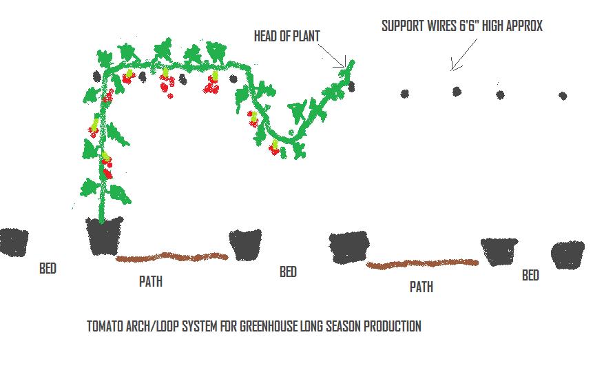 Tomato training methods