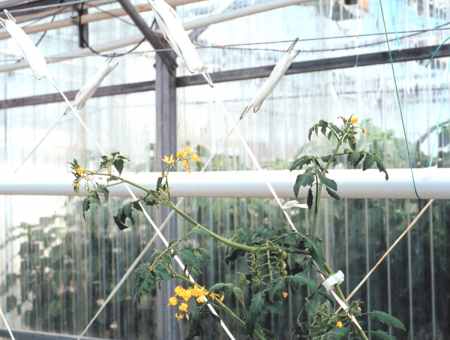 Tomato training methods