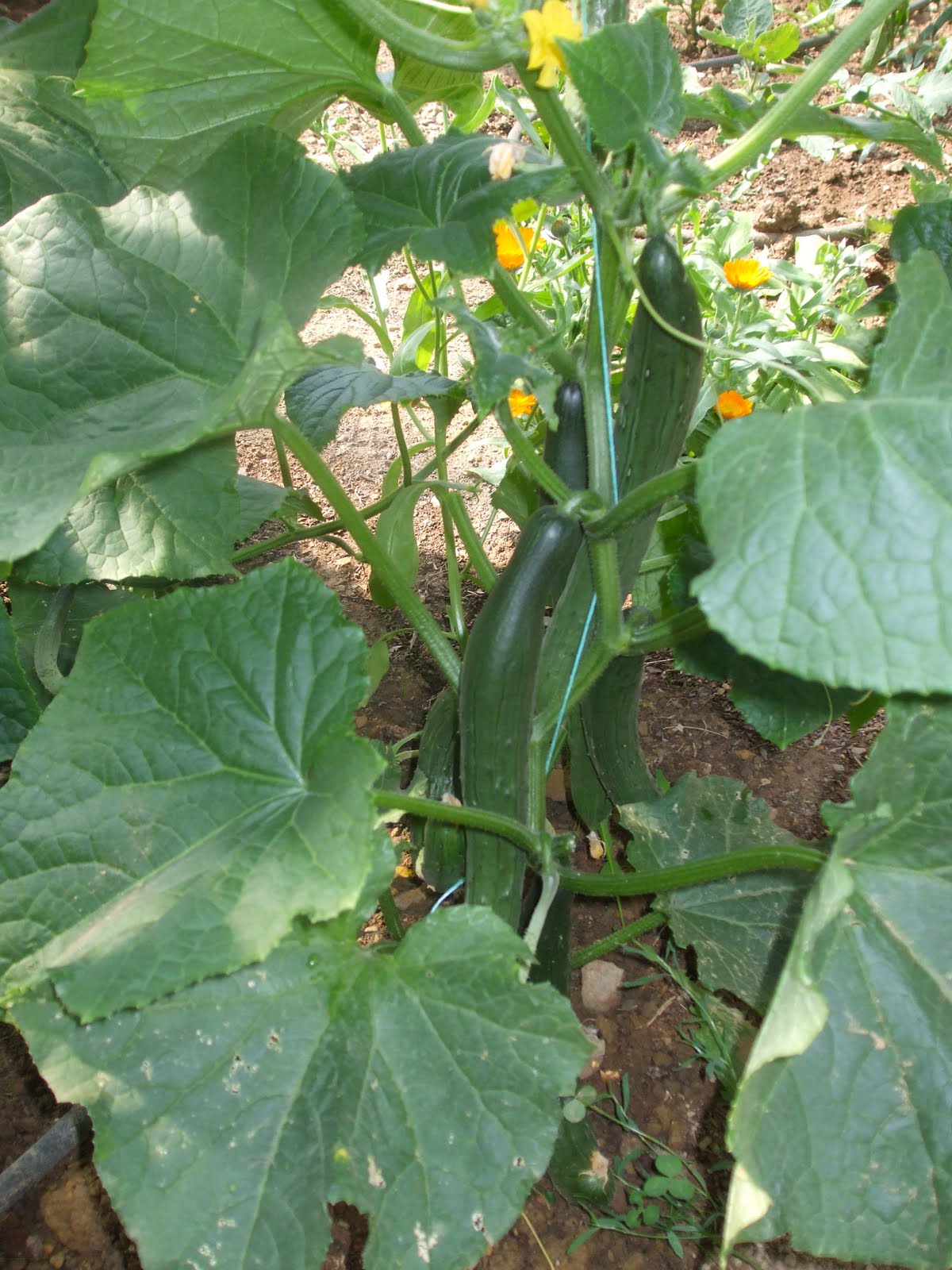 Cucumbers challenge, fifty off one plant!