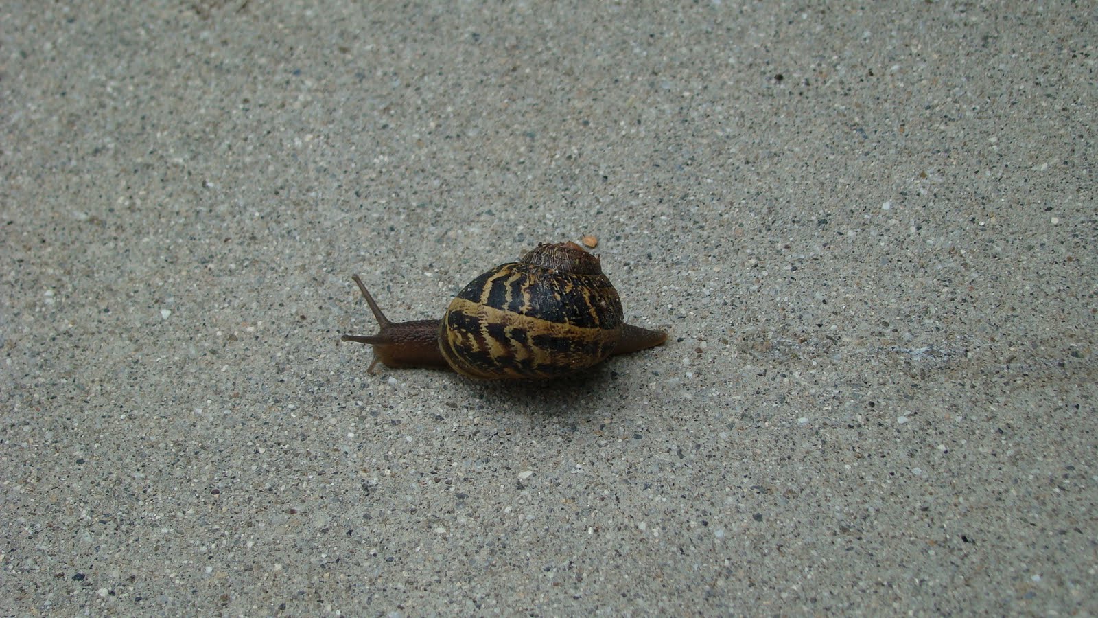 Welcome to Mahi's Space: நத்தையாரே,நத்தையாரே எங்கே போறீங்க?