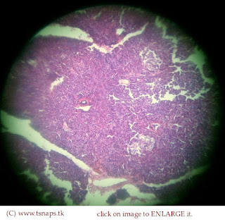 Histology Slides Database: pancreas histology slides