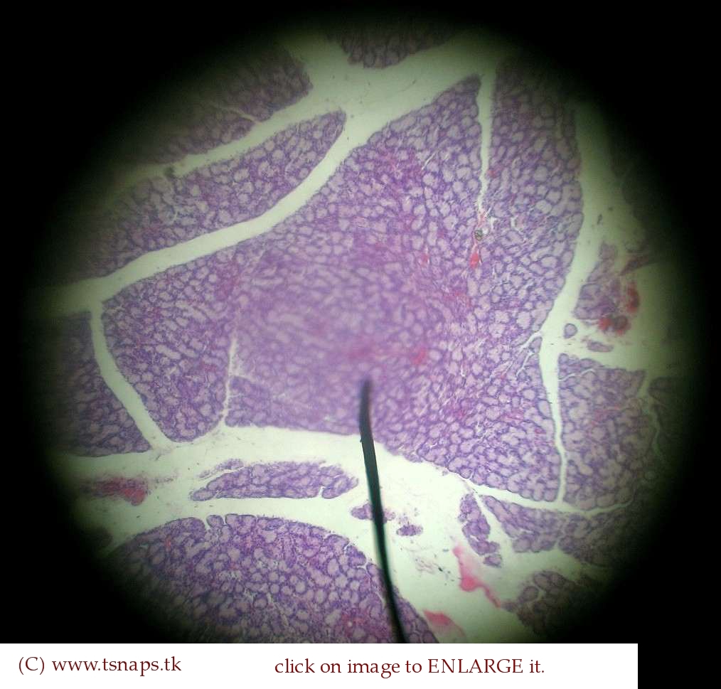 Histology Slides Database: sublingual salivary gland histology slide