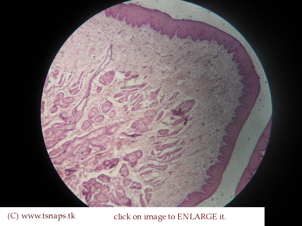 Histology Slides Database: Oesophagus histology SLIDES