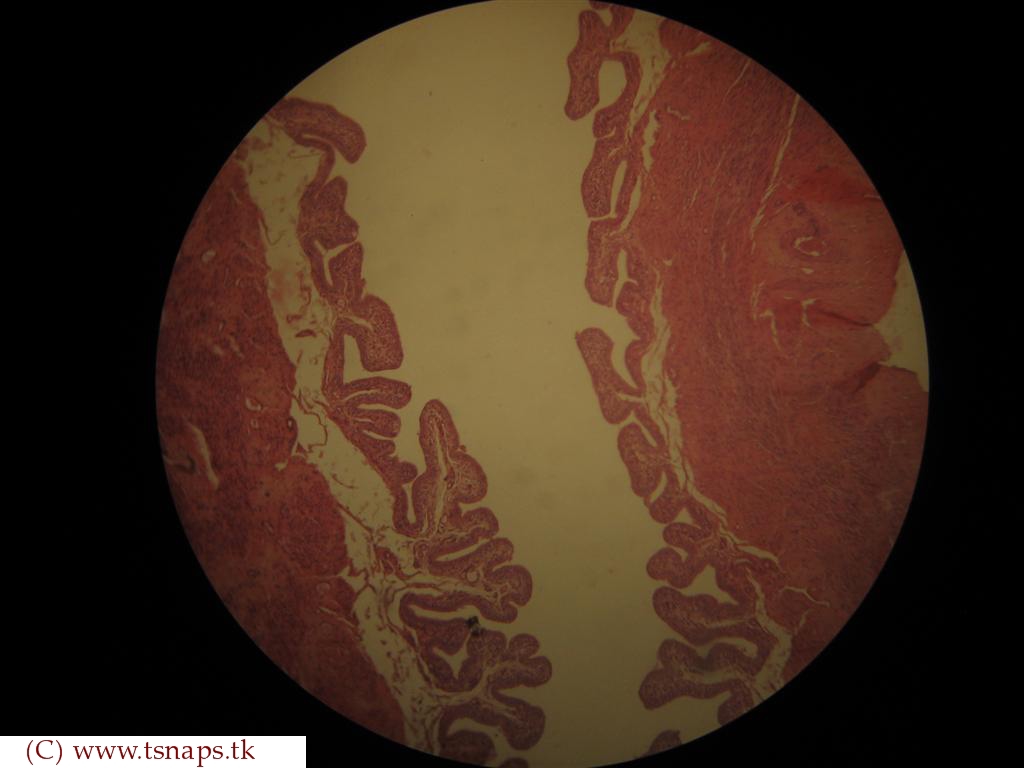 Histology Slides Database: Fallopian Tube histology Slides