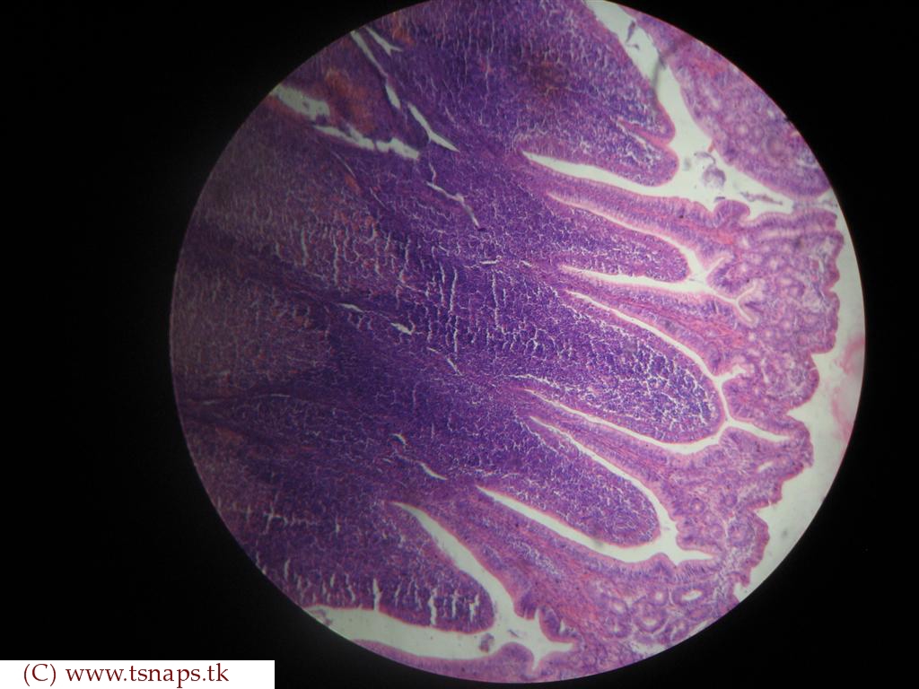 Histology Slides Database: human ileum histology slides
