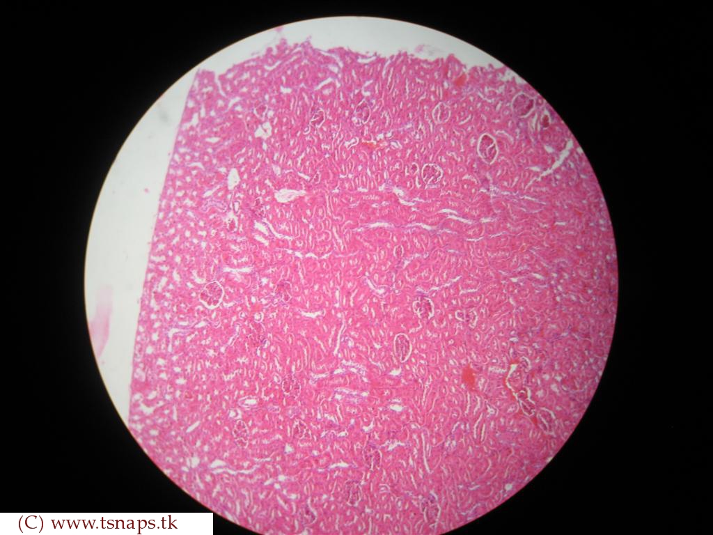 Histology Slides Database: human kidney histology slides Histology Slides Database: human kidney histology slides