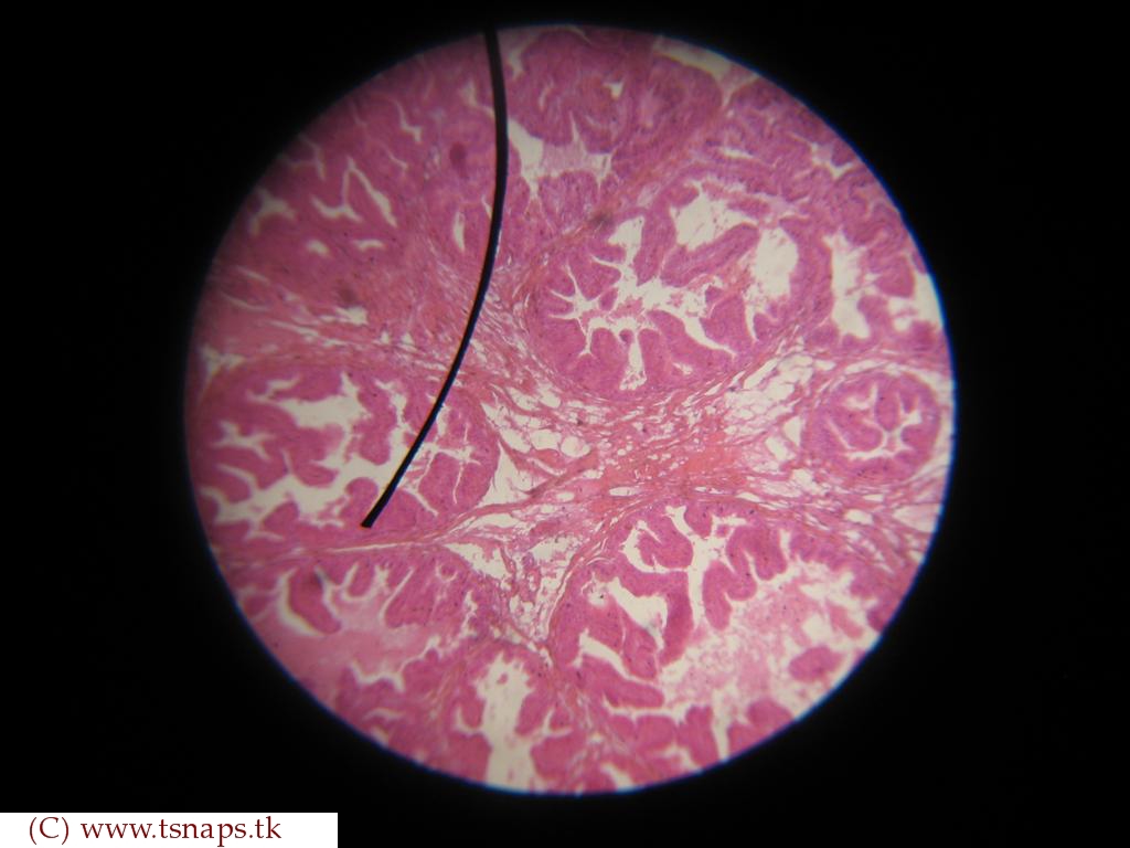 Histology Slides
