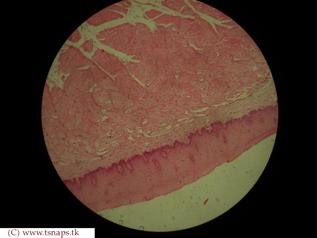 Histology Slides Database Human Tongue Histology Slides