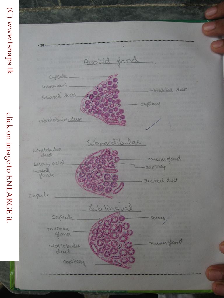 Parotid Gland Histology Diagram