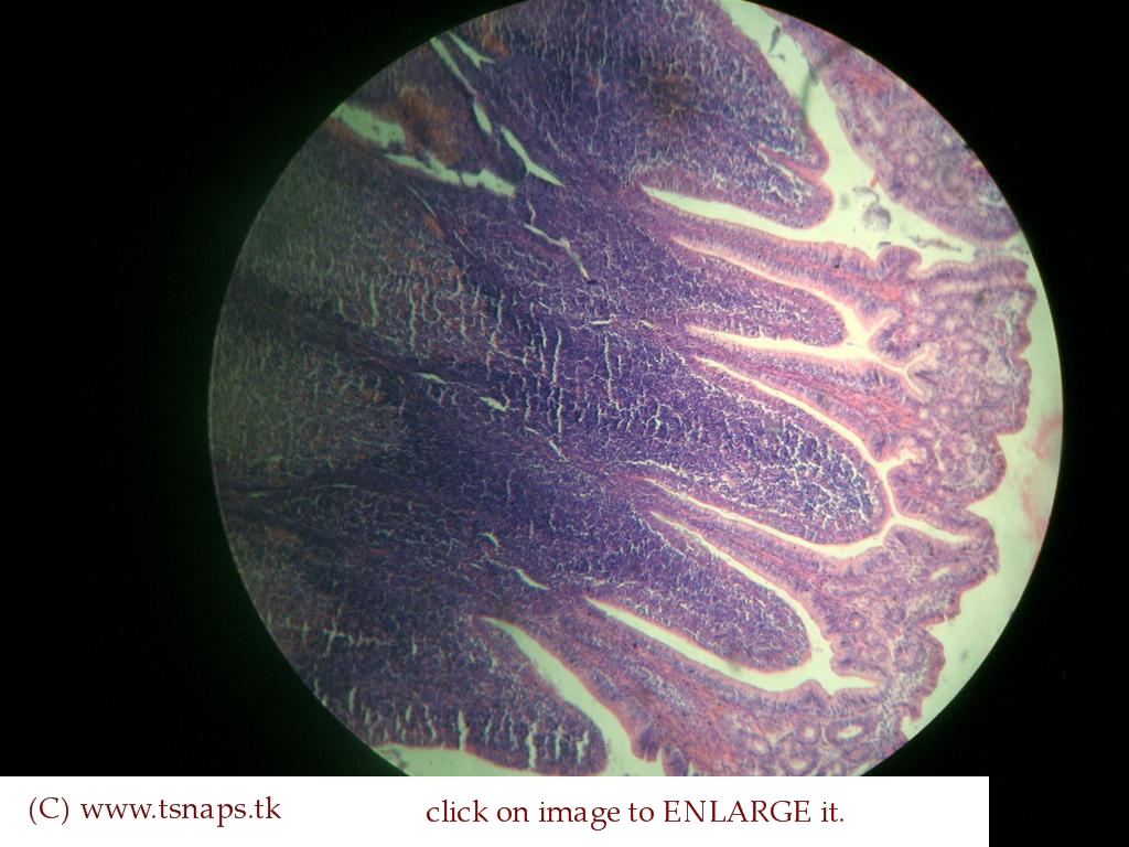 Histology Slides Database: ileum histology slides