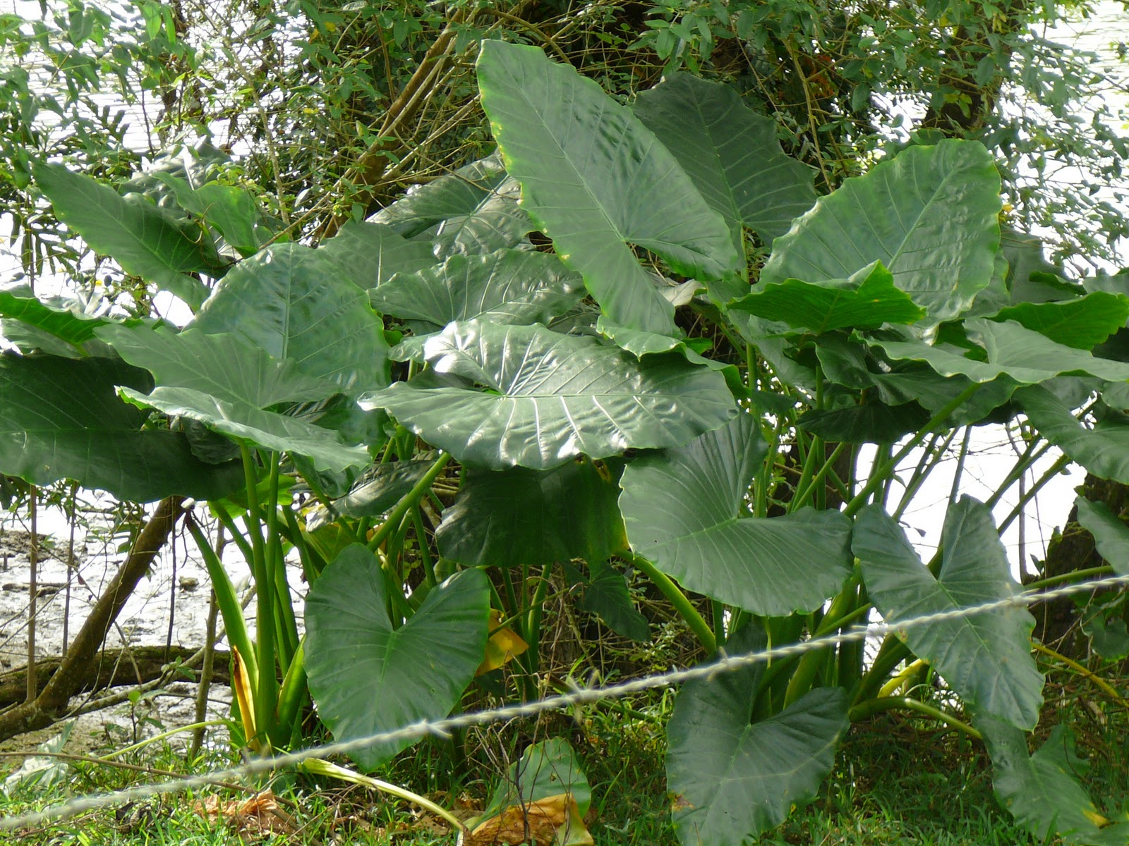 People, Plants, Landscapes: How Vanuatu inspired me to grow Taro