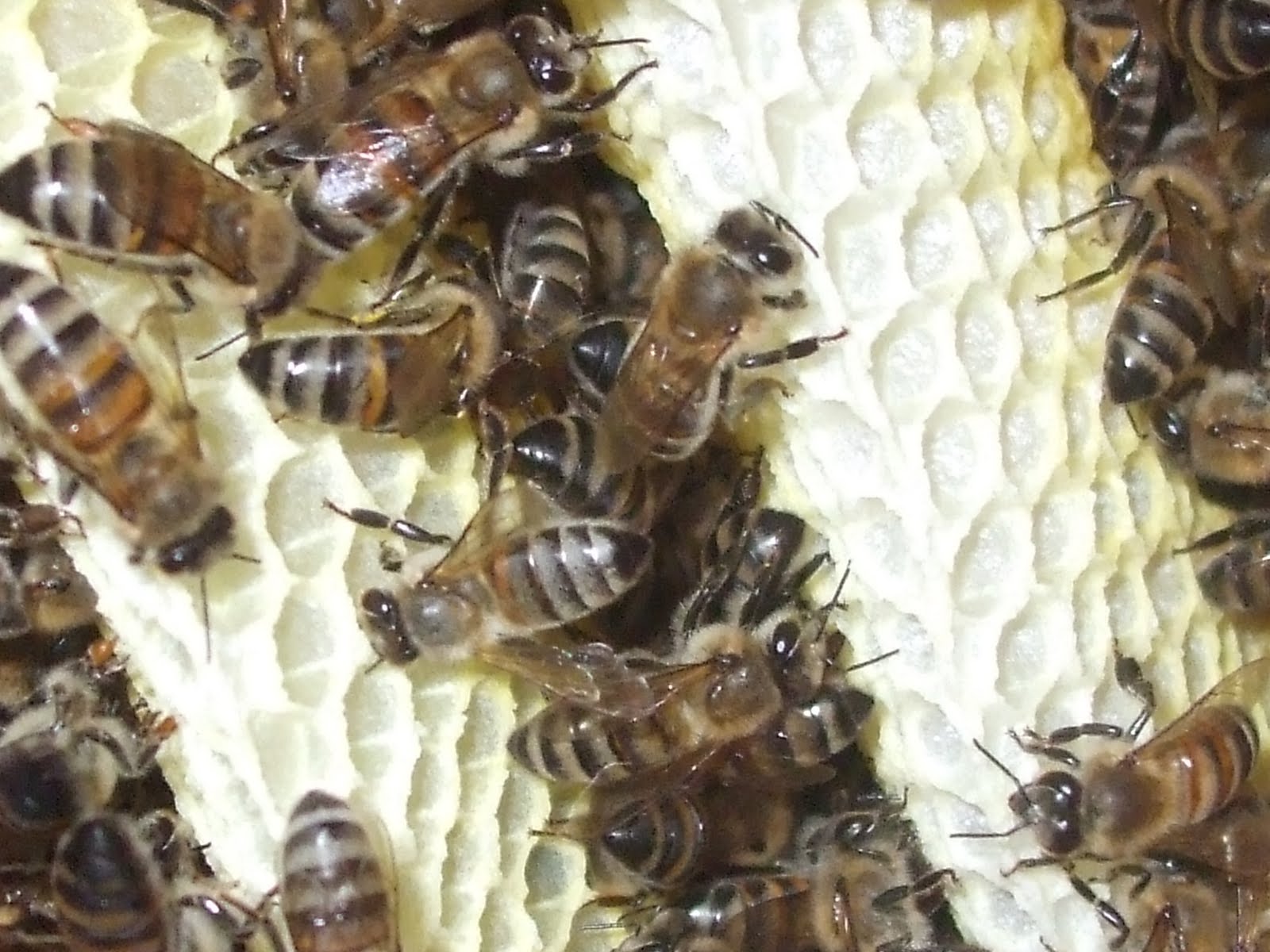 MAHMUDİYE ARICILIK: KARA KOVAN-STRAFOR KUTULAR