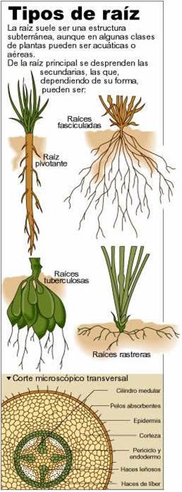 ciencias naturales: caracteristicas morfologicas de plantas y semillas