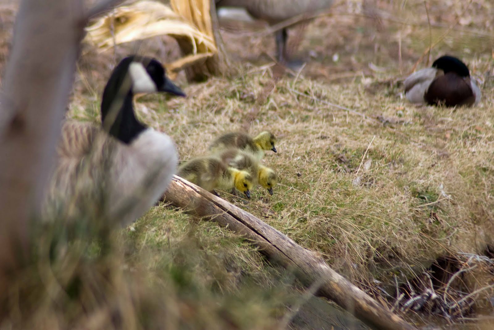 Birding Is Fun!: Idaho Camera Birding Photo Competition - The Field of ...