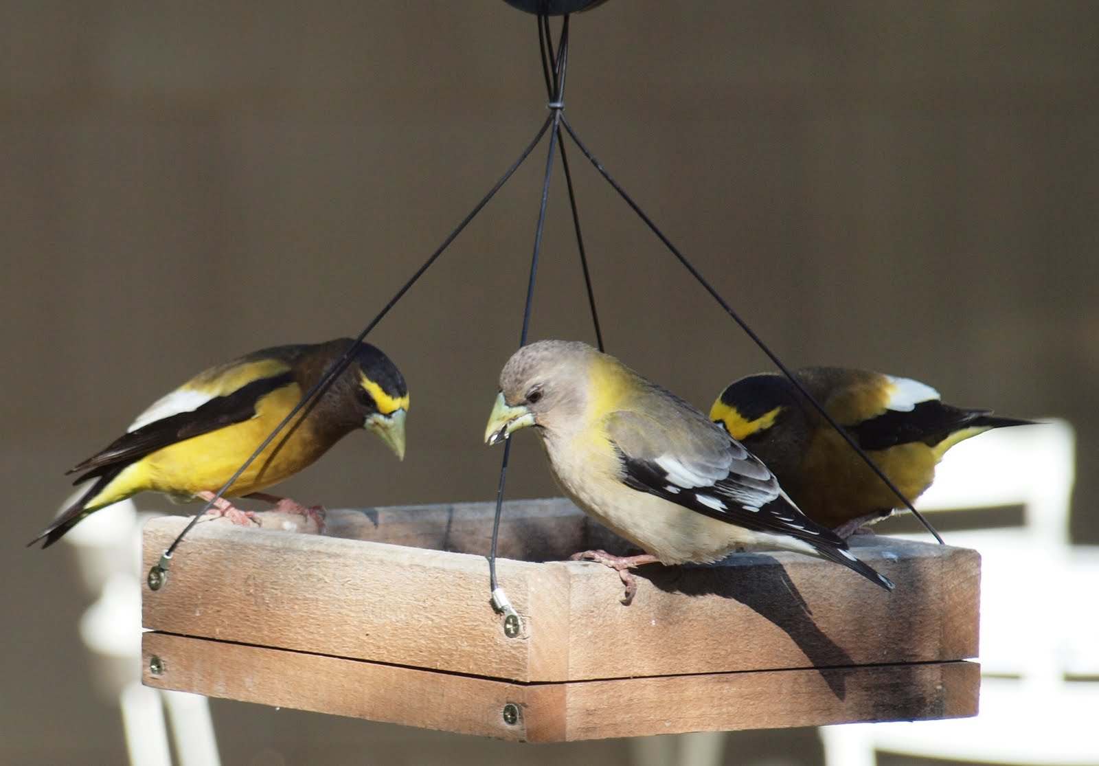 Birding Is Fun!: Evening Grosbeak - love the Unibrow!