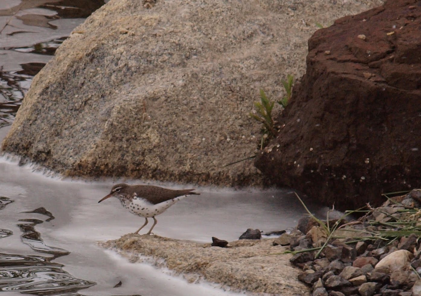 Birding Is Fun!: Spotted Sandpiper