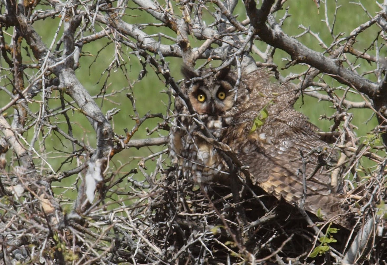 Birding Is Fun!: Long-eared Owl update
