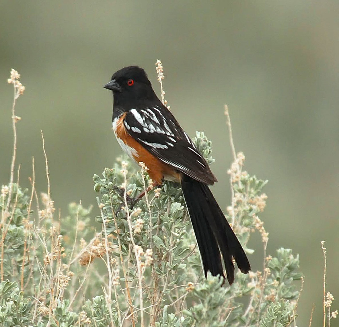 Birding Is Fun!: Idaho Camera Birding Photo Competition - The Field of ...