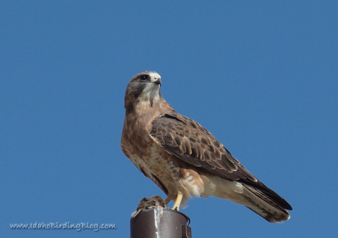 Birding Is Fun!: Swainson's Hawk