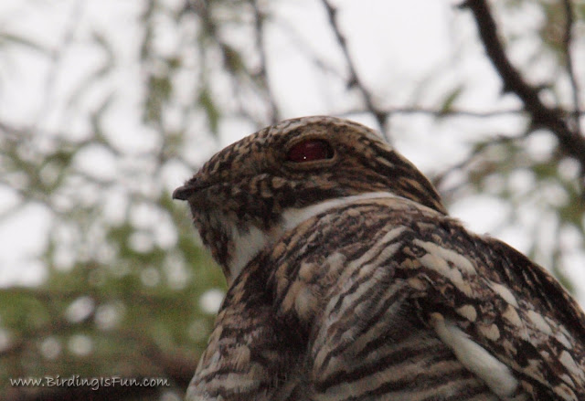 Birding Is Fun!: Bird Glamour Shots