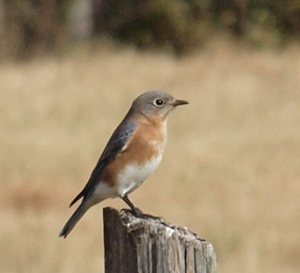 Birding Is Fun!: Eastern Bluebirds