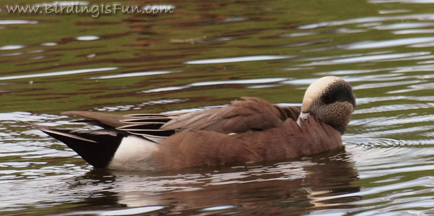 Birding Is Fun!: Autumn Feathers: American Wigeon